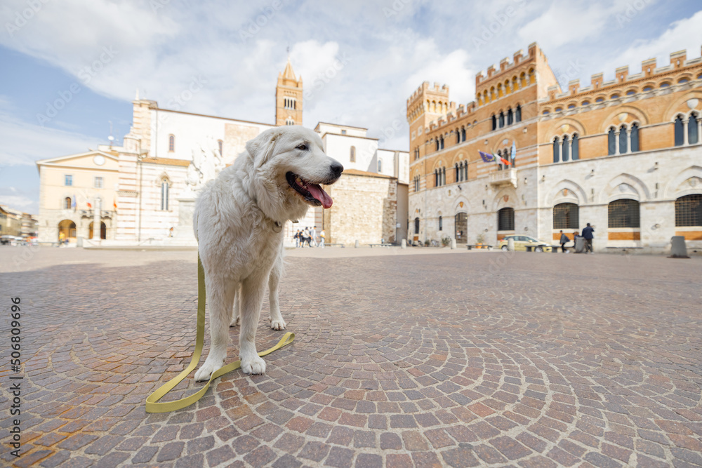 Adorable Maremmano abruzzese sheepdog on the central square of Grosseto ...