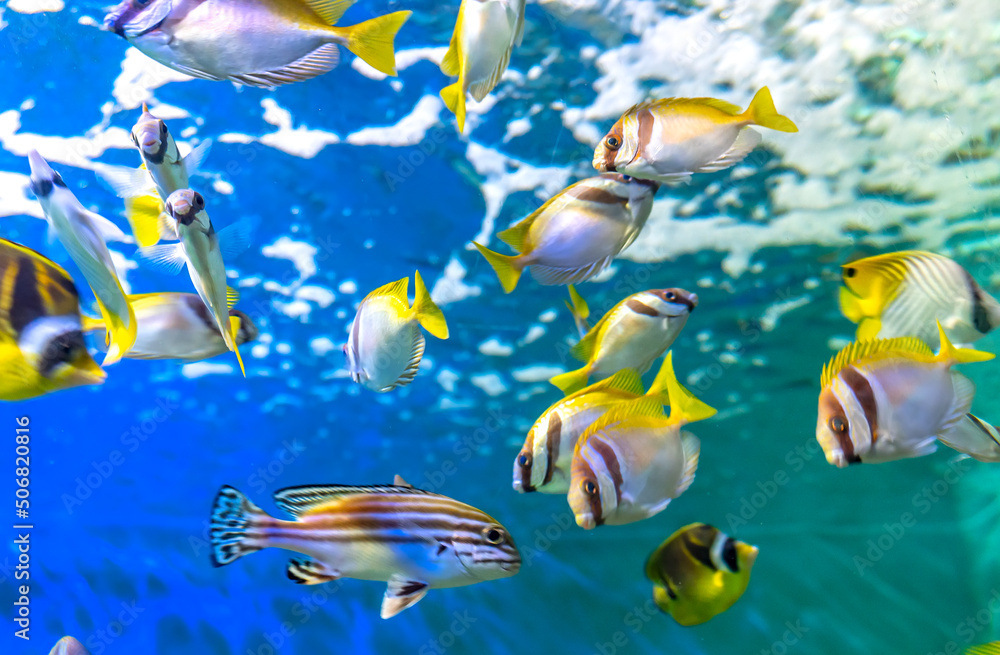Fish of the spiny family Acanthuridae swimming in the aquarium. This is ...