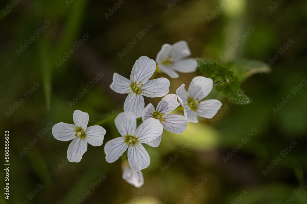Flowers in capsules of Silene vulgaris or Claquet (Caryophyllaceae ...