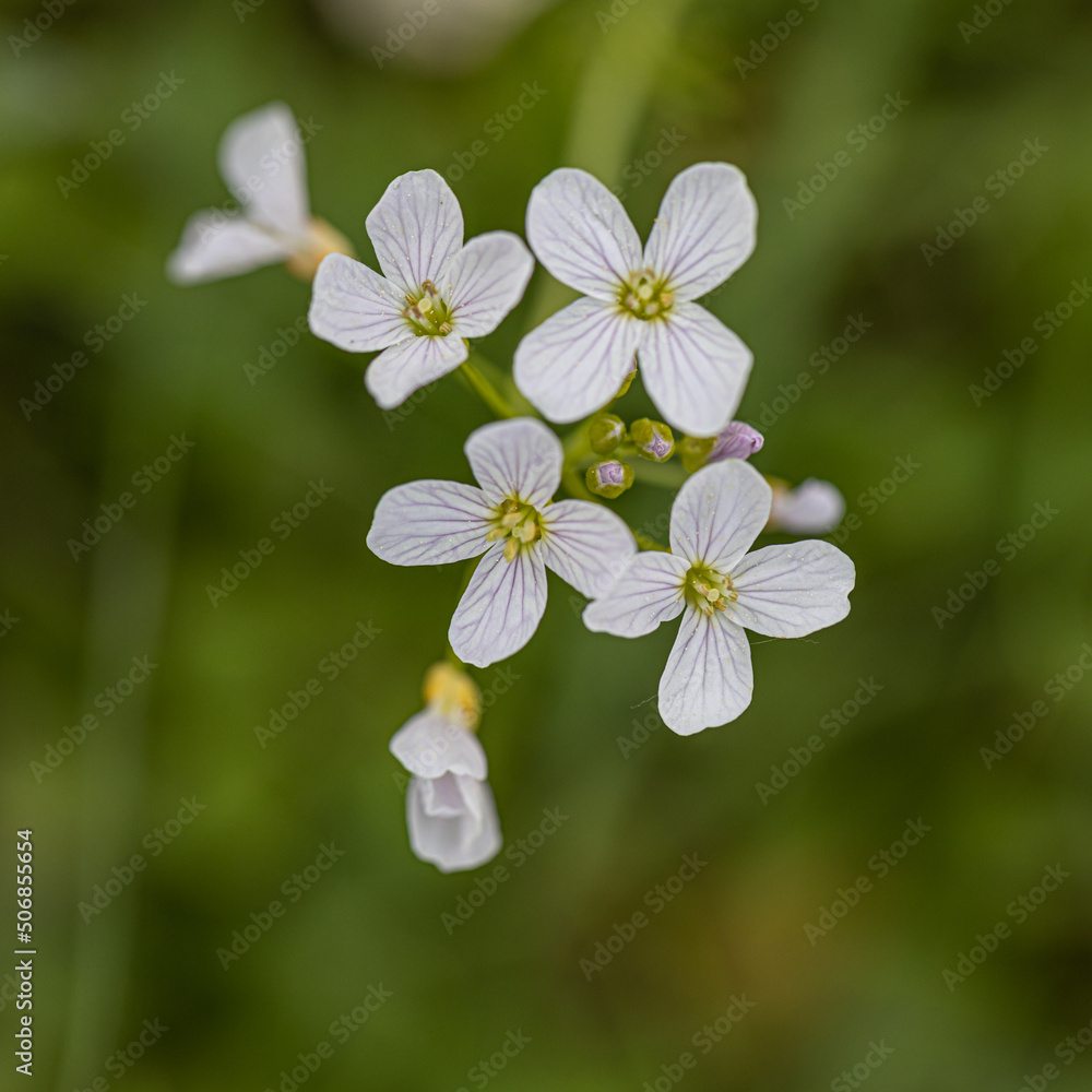 Flowers in capsules of Silene vulgaris or Claquet (Caryophyllaceae ...