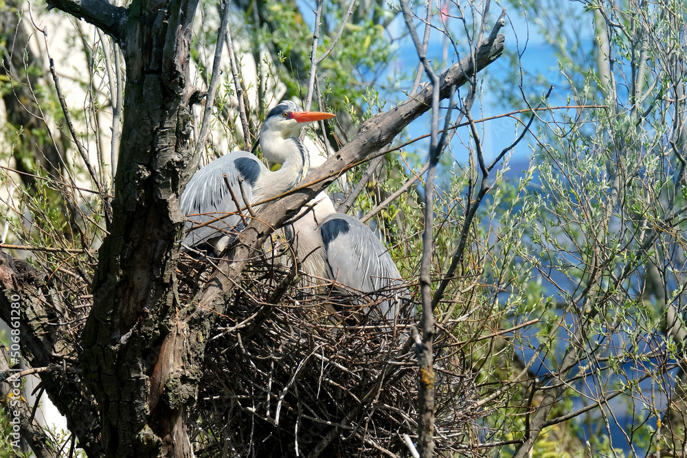 caring couple gray heron, Ardea cinerea, building nest in tree, birds ...