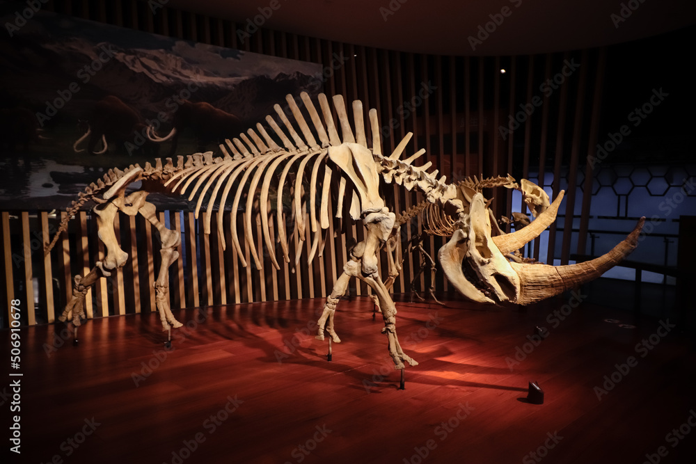 Shanghai, China - April 15 2018: Fossil of woolly rhinoceros ...