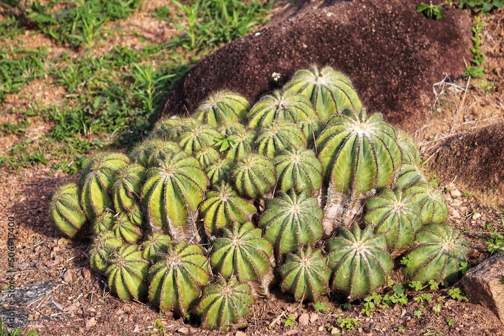 Photograph of beautiful cacti planted in the ground. Stock Photo ...