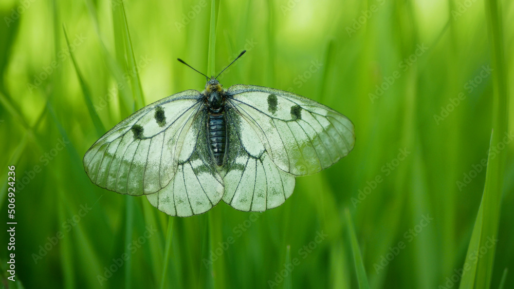 Clouded apollo Parnassius mnemosyne butterfly resting on stem plant ...