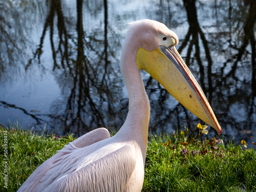 Portrait of a pink pelican bird (pelikan baba, Pelecanus onocrotalus ...