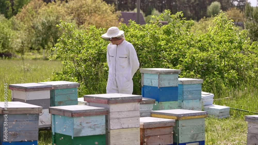Beekeeper in white clothes walks along his bee farm. Numerous bees fly ...