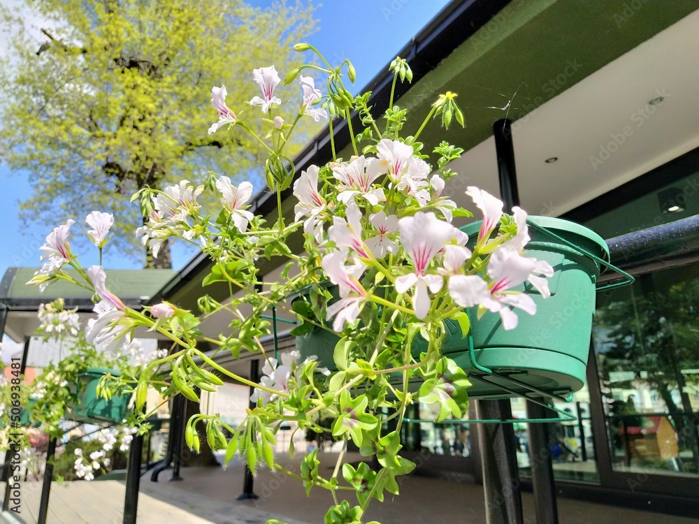 Pelargonium is a genus of plants in the family Geraniumaceae. White ivy ...