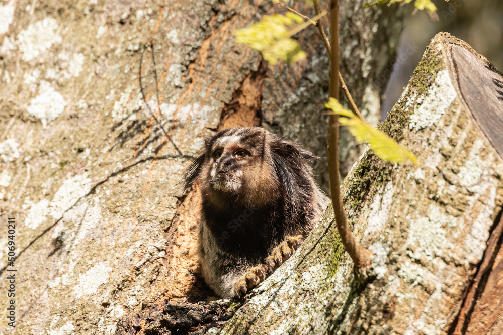Wied’s marmoset (Callithrix kuhlii), also known as Wied’s black-tufted ...