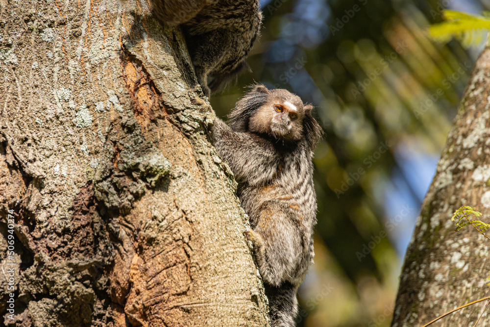 Wied’s marmoset (Callithrix kuhlii), also known as Wied’s black-tufted ...