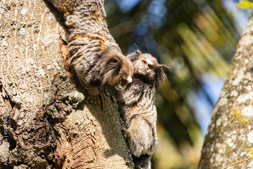 Wied's marmoset (Callithrix kuhlii), also known as Wied's black-tufted ...