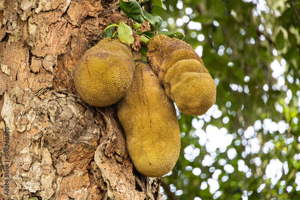 The fruits of the jackfruit tree (Artocarpus heterophyllus) or jack ...