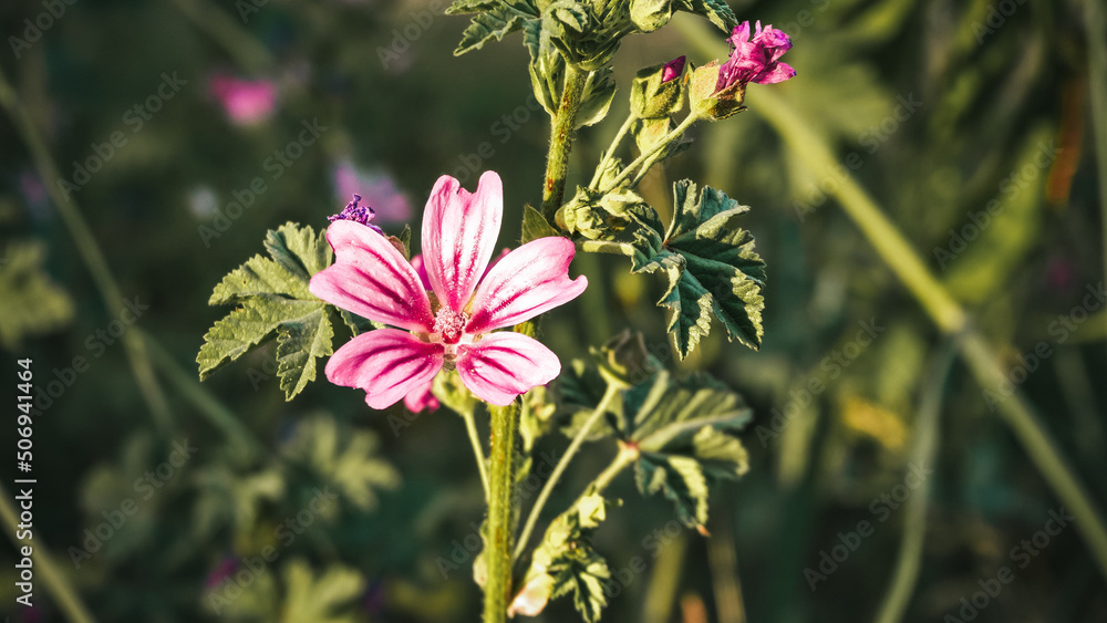 Wild mallow (Malva sylvestris L.), sometimes also called forest mallow ...