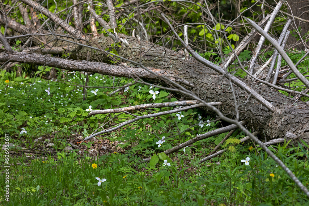 Trillium. A lovely spring woodland flower with three bright white ...