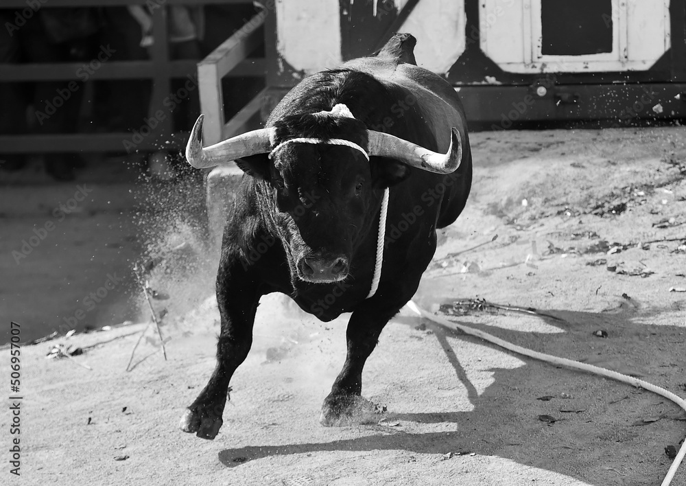 una foto de un toro bravo español en blanco y negro Stock Photo | Adobe ...
