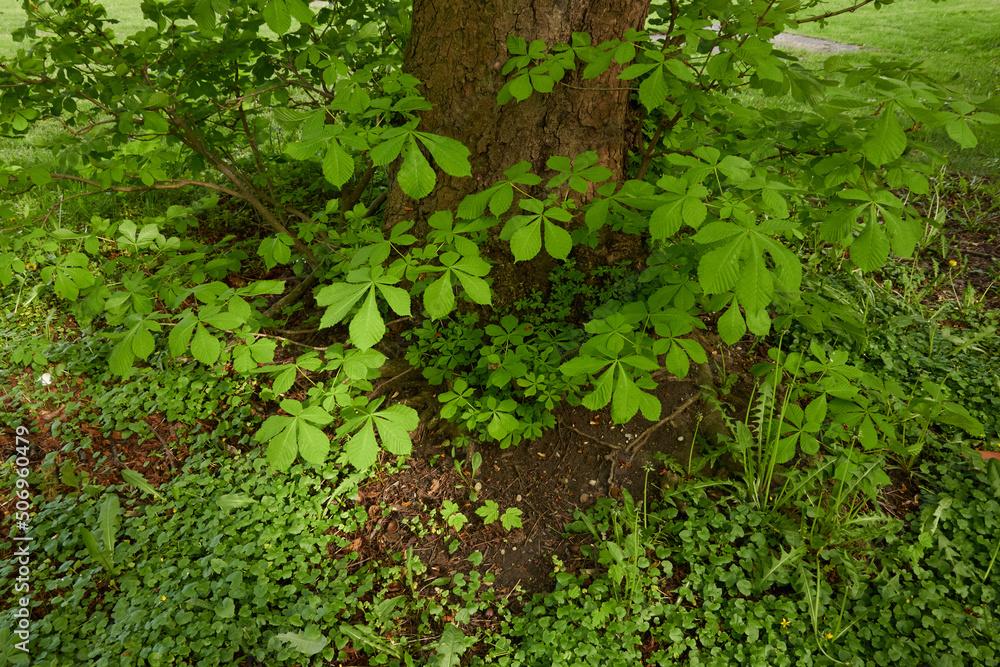 Deciduous forest (public park) on a clear day. Leaves of a horse ...