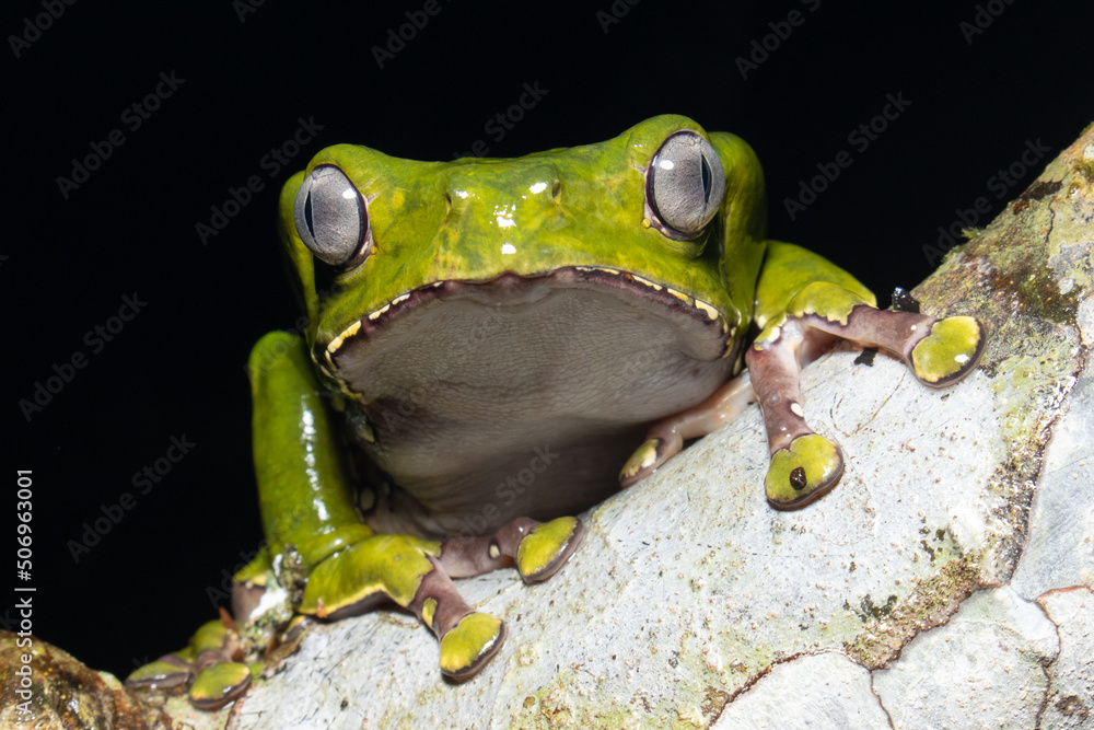The Kambo frog secretes a highly toxic substance to defend itself ...