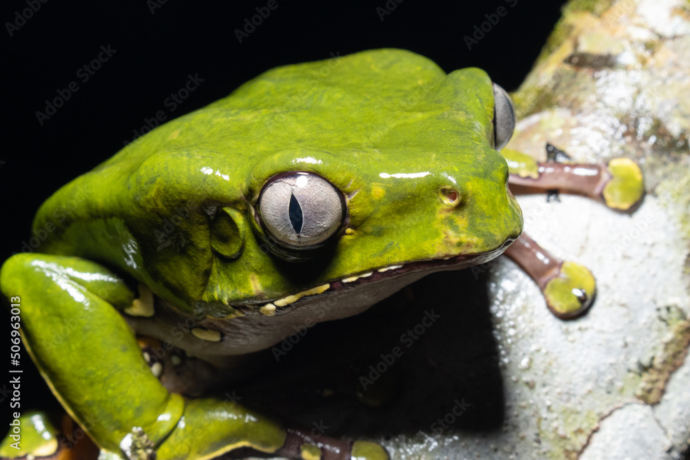 The Kambo frog secretes a highly toxic substance to defend itself ...
