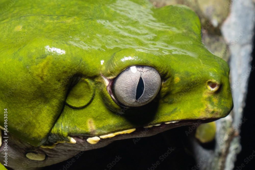 The Kambo frog secretes a highly toxic substance to defend itself ...