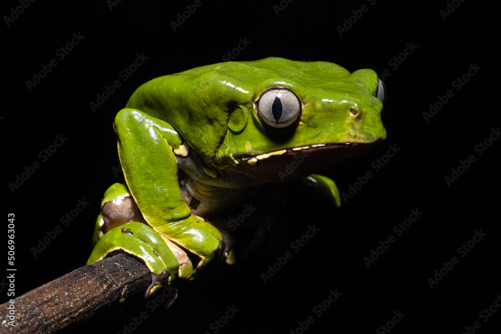 The Kambo frog secretes a highly toxic substance to defend itself ...