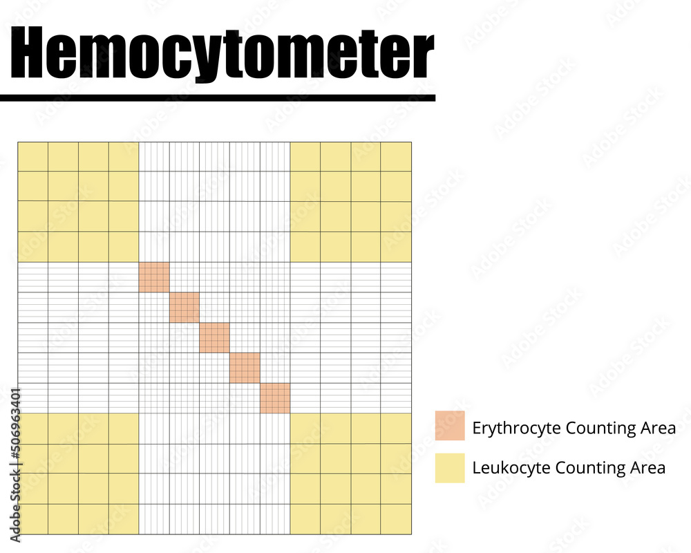 Hemocytometer or Neubauer chamber for erythrocytes and leukocytes ...