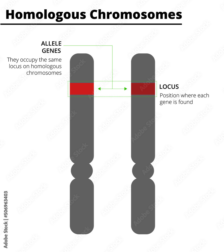 Homologous chromosomes, with allele genes on the same locus. Vector ...
