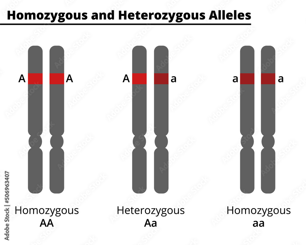 Difference Between Homozygous and Heterozygous. Genotype of a diploid ...