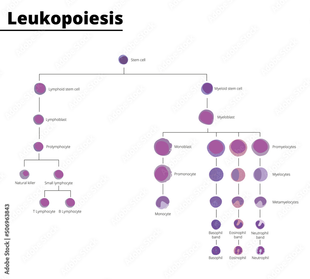 Leukopoiesis differentiation of blood cell infographic stem cell ...