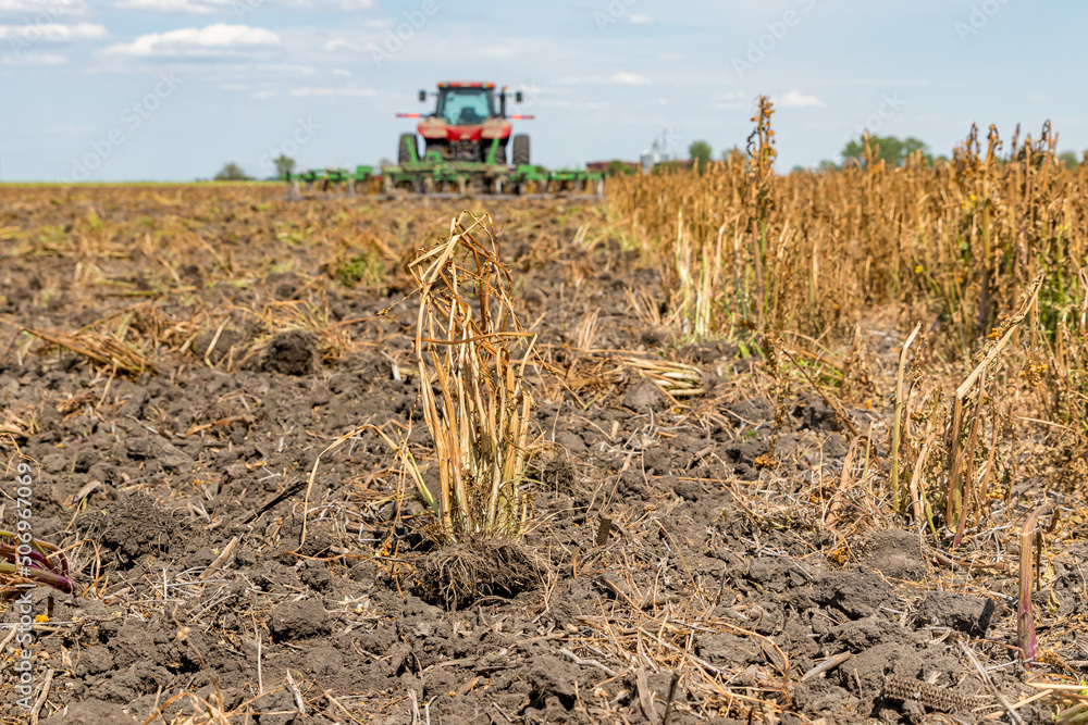 Wilting Butterweed weed after herbicide spraying in farm field with ...