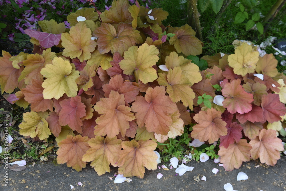 Heuchera sanguinea leaves. Saxifragaceae evergreen perennial plants. It ...