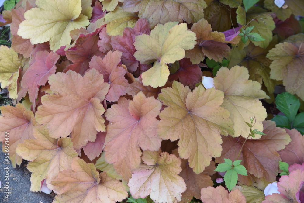 Heuchera sanguinea leaves. Saxifragaceae evergreen perennial plants. It ...