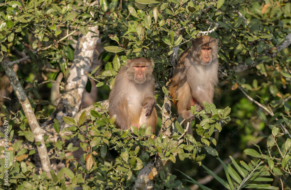 The rhesus macaque, colloquially rhesus monkey, is a species of Old ...