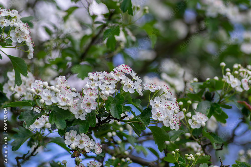 Crataegus laevigata hawthorn tree in bloom during springtime, branches ...