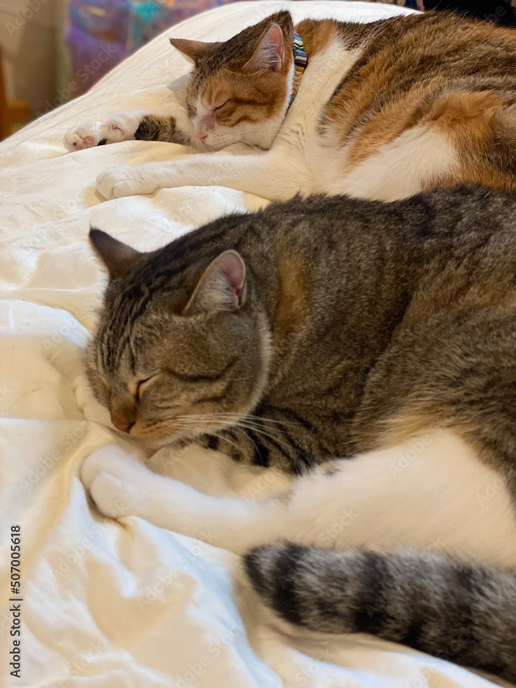 2 cats sleeping together, adorable position, 2 years old Mr ...