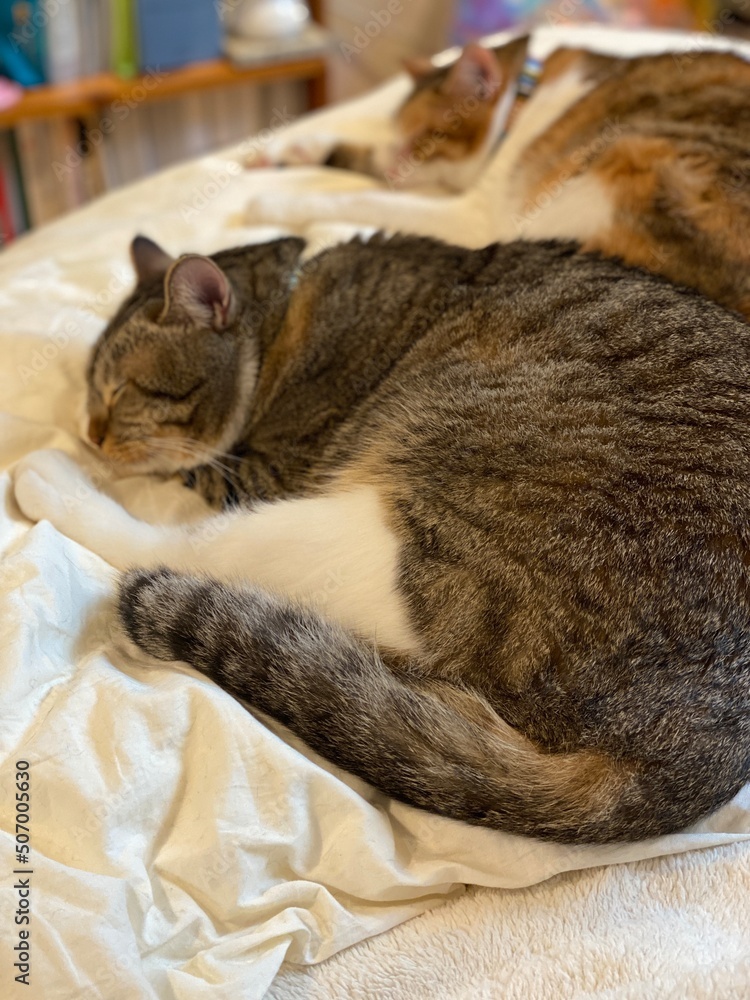 2 cats sleeping together, adorable position, 2 years old Mr ...