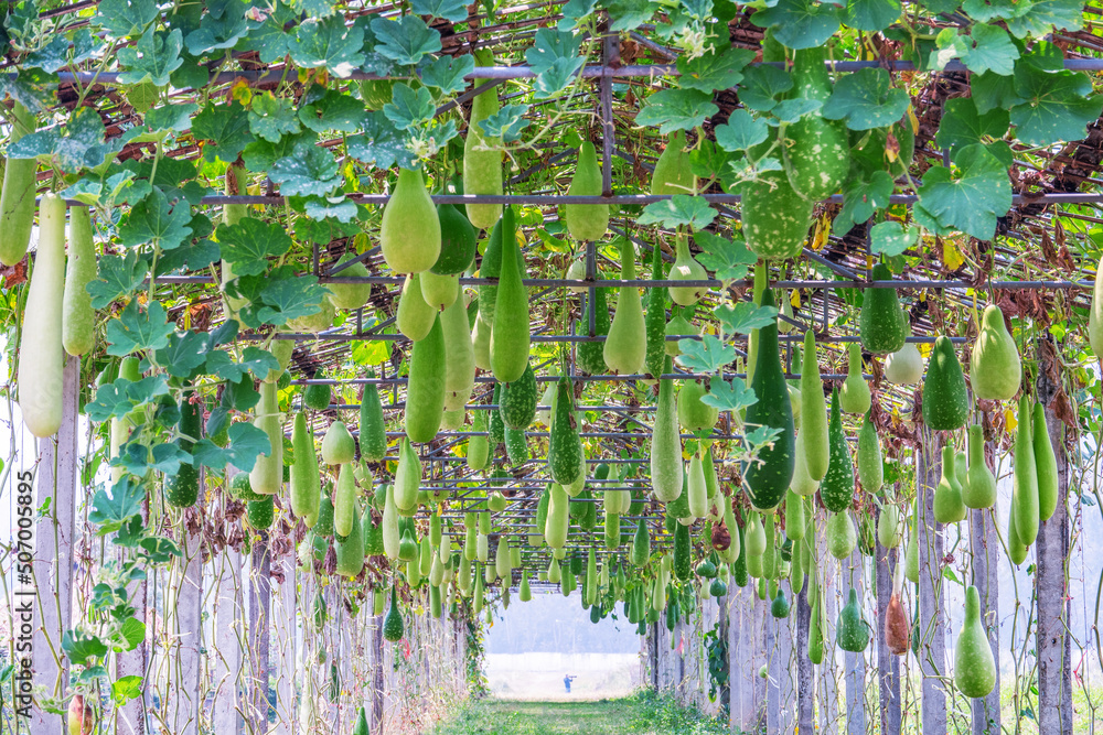 gourd, Calabash gourd fruit and trees in the garden Stock Photo | Adobe ...