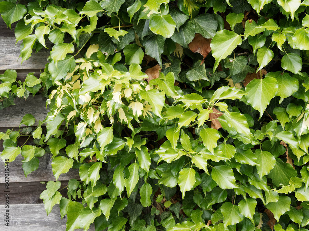 Hedera colchica 'Sulphur heart' , lierre de colchide ou lierre de Perse ...