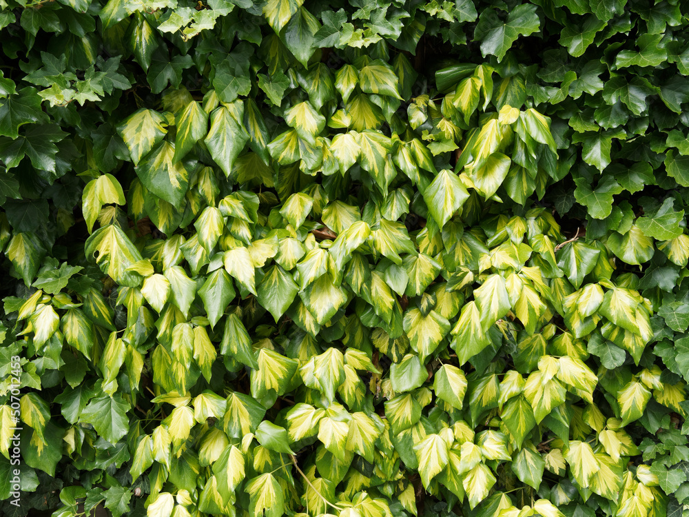 Foto de Hedera colchica 'Sulphur heart' | Lierre de colchide ou lierre ...