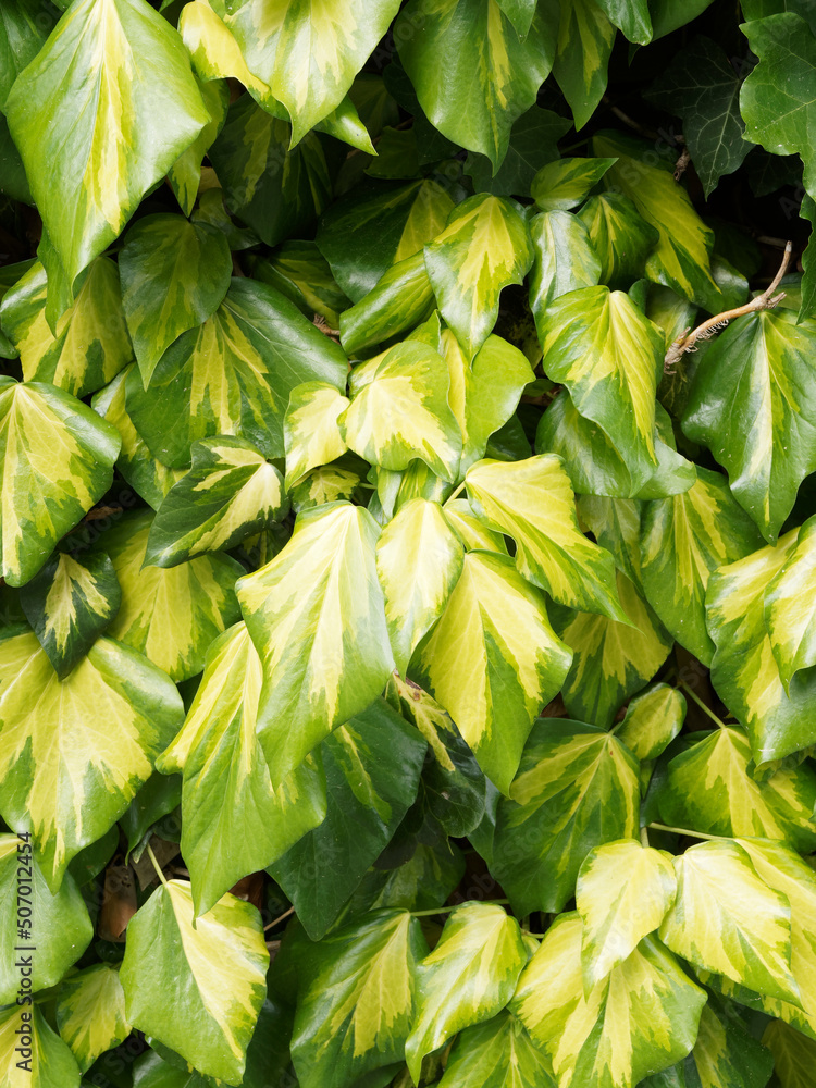 Stockfoto med beskrivningen Hedera colchica 'Sulphur heart'. Gros plan ...