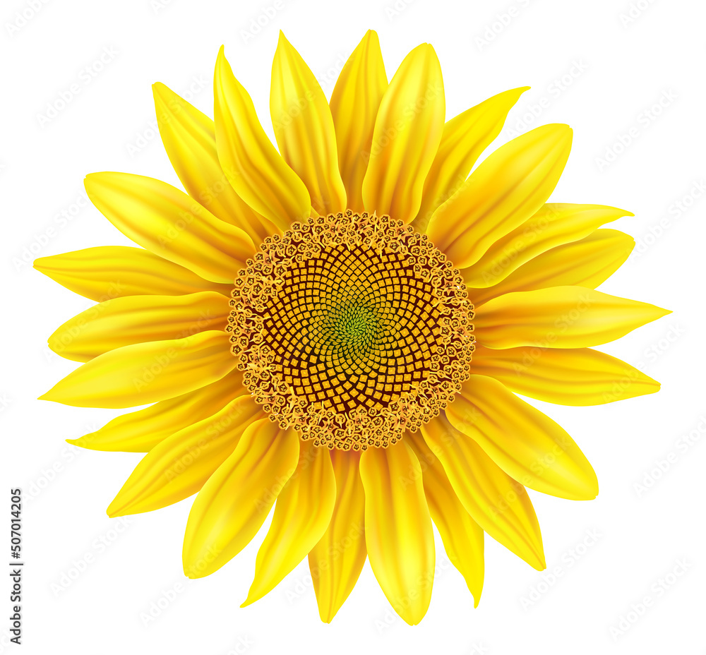 Beautiful realistic sunflower isolated on white background Stock Vector ...
