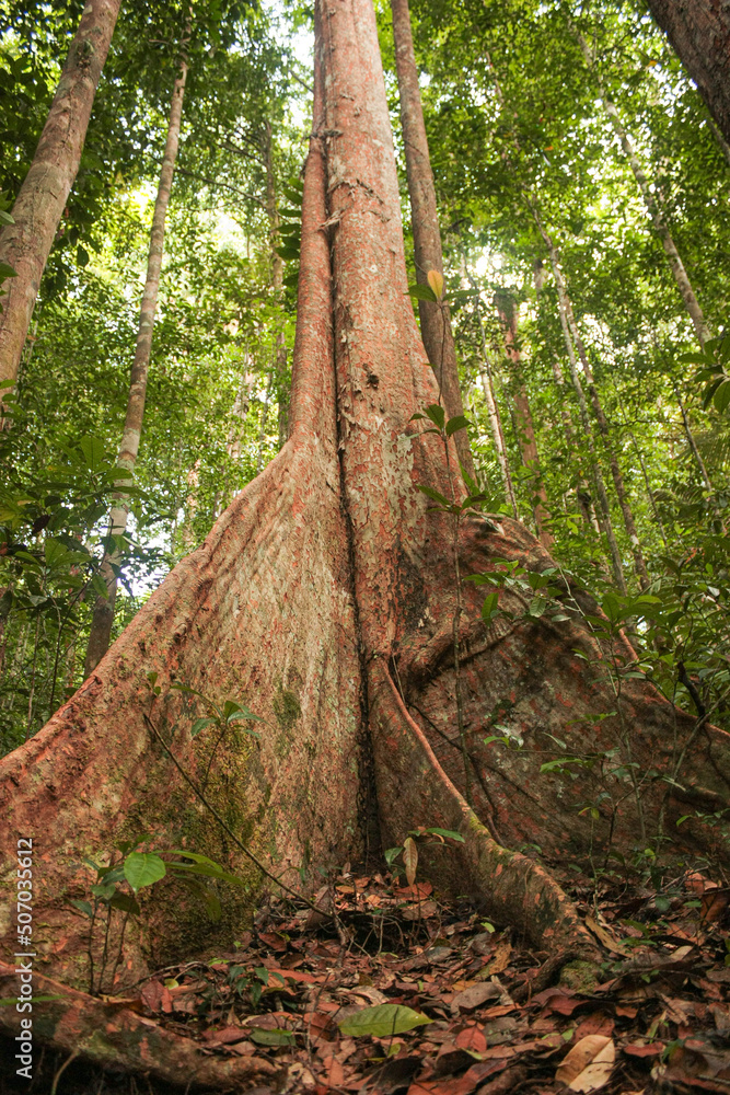 Arbre fromager dans la forêt équatoriale en Amazonie, Guyane Française ...