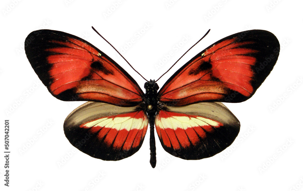 Red black butterfly Heliconius isolated on white. Collection butterfly ...