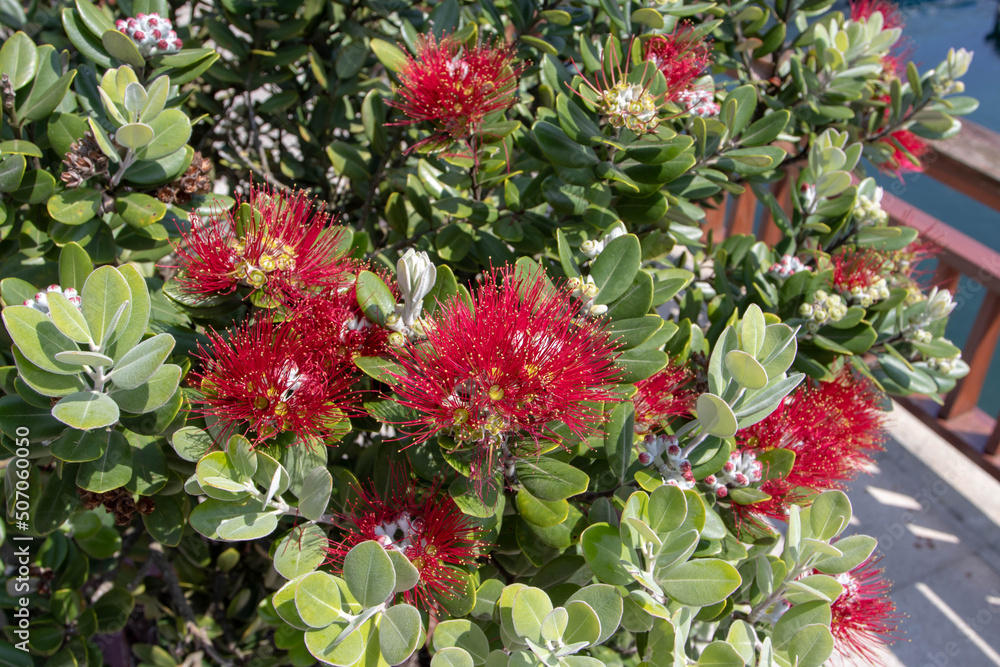 Metrosideros excelsa, pohutukawa or New Zealand Christmas tree or iron ...