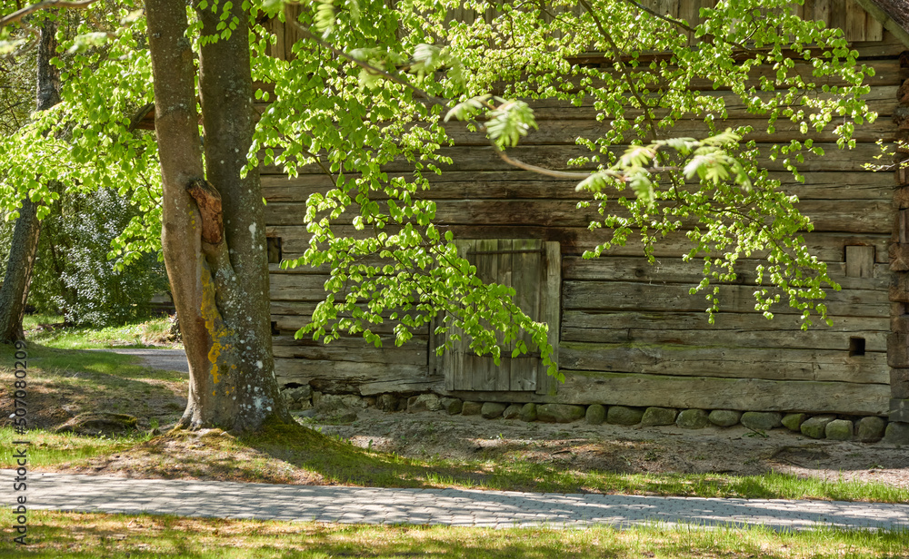 Old rustic wooden house (log cabin). Village. Forest lawn, garden ...