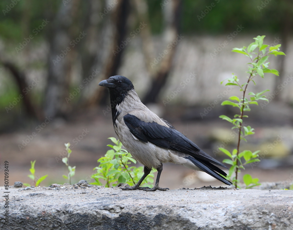 Sitting Crow Design