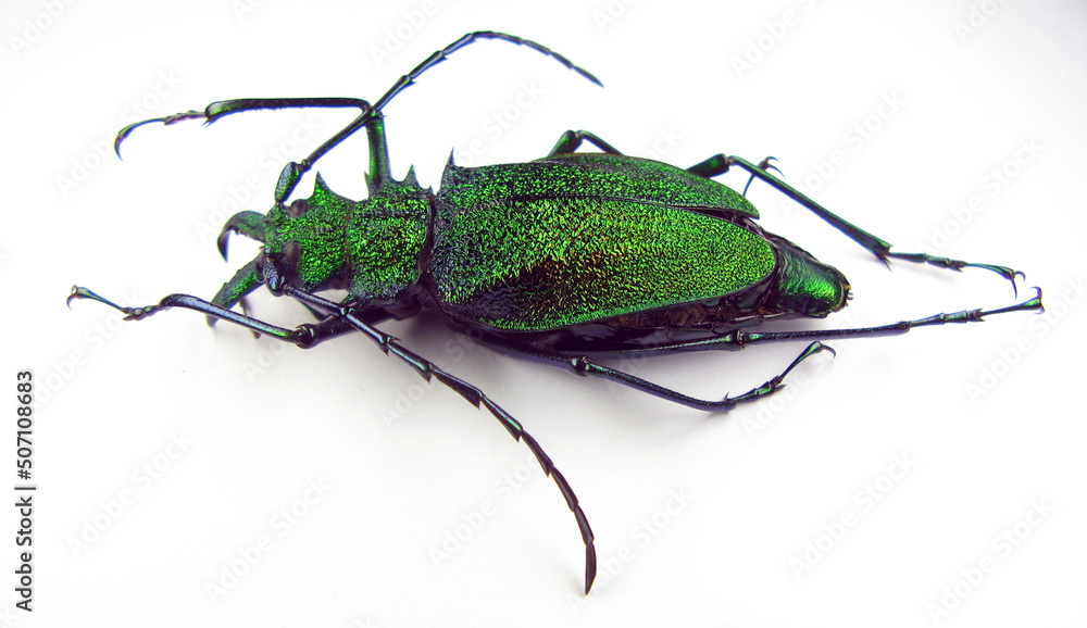 Unusual metallic green iridescent longhorn beetle Psalidognathus ...
