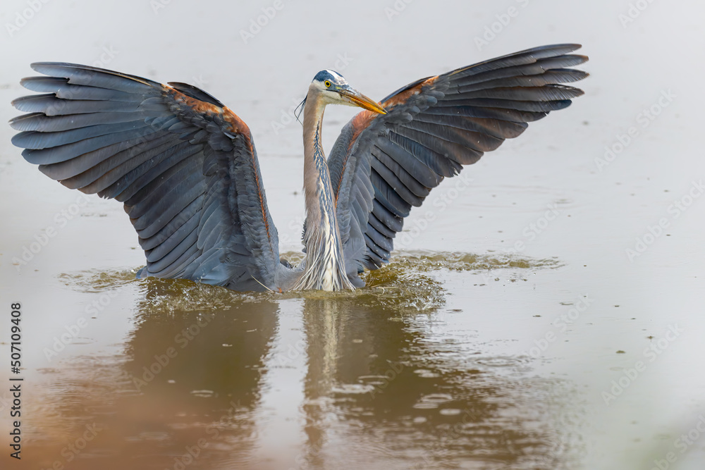 Great blue heron. Spreading wings around its body while landing on ...