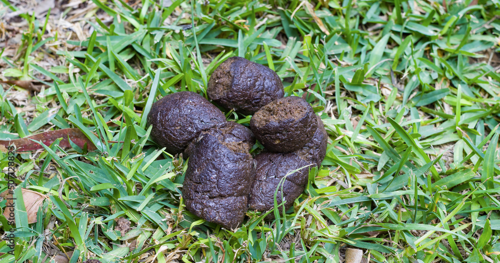 dog poop on grass Stock Photo | Adobe Stock