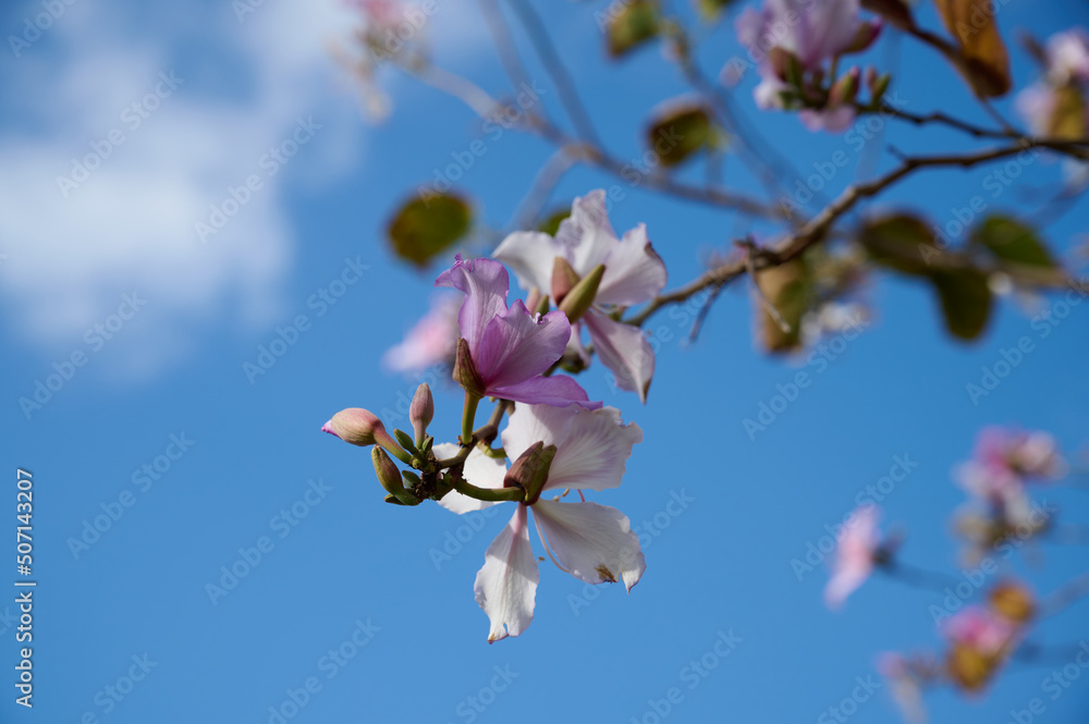 Branches of a flowering and fragrant tree Bauhinia variegata. Israel ...