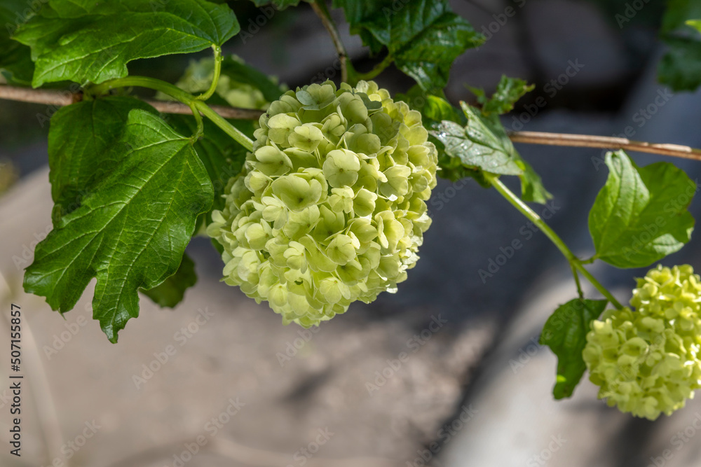 Viburnum blooms. Guelder rose tree. Viburnum opulus L. Inflorescences ...