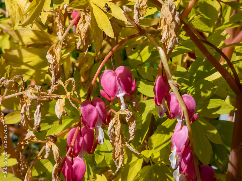 Blooms of the bleeding heart plant cultivar (Dicentra spectabilis ...